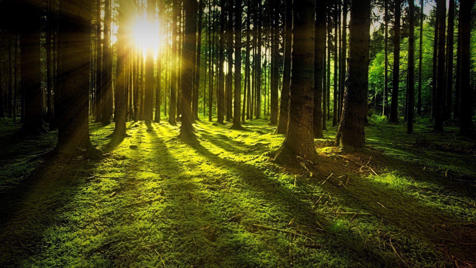 Druid Symbols: Deciphering Ancient Belief Systems